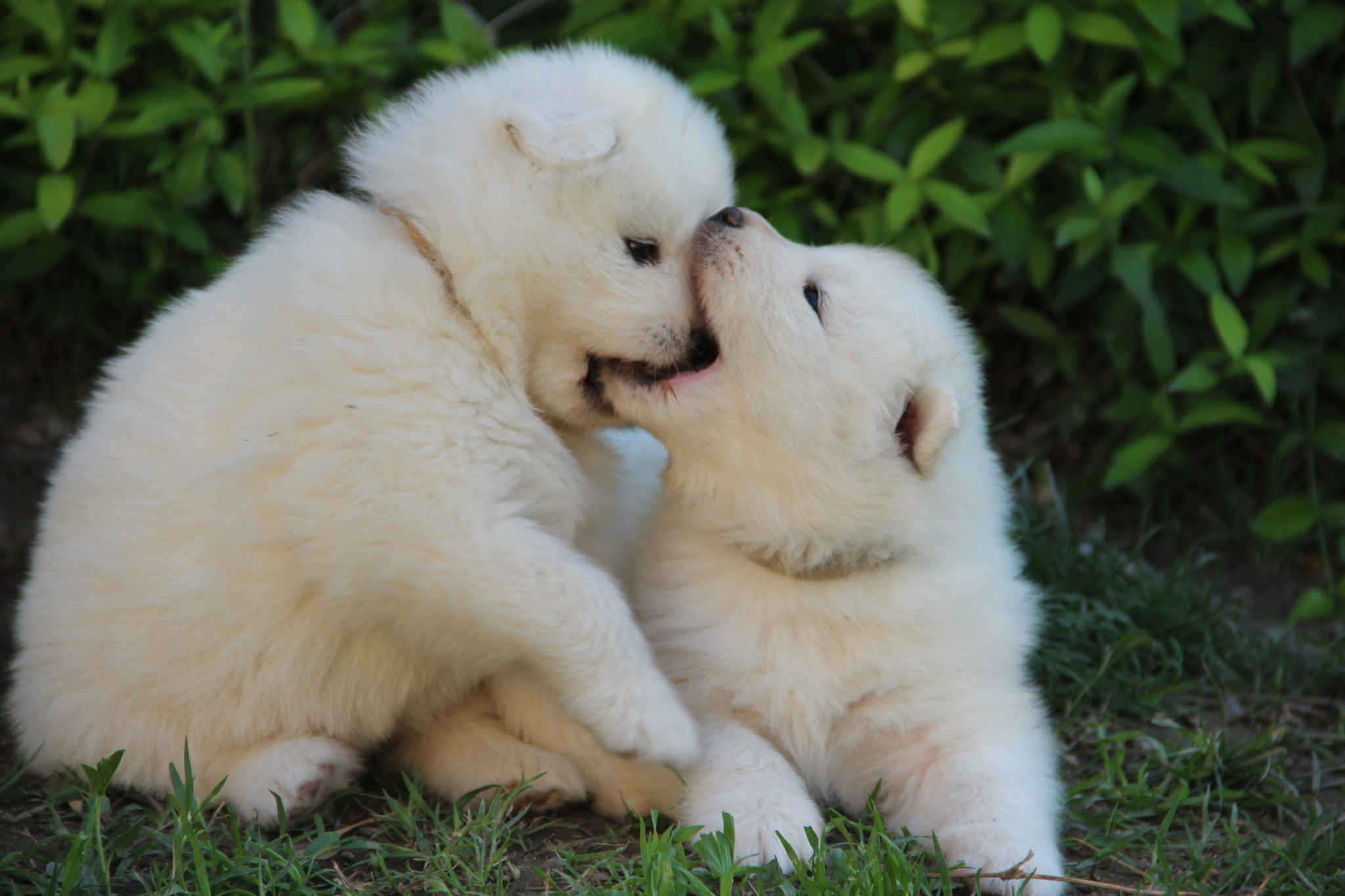 Nos chiots Samoyèdes disponibles | Élevage Obreïka